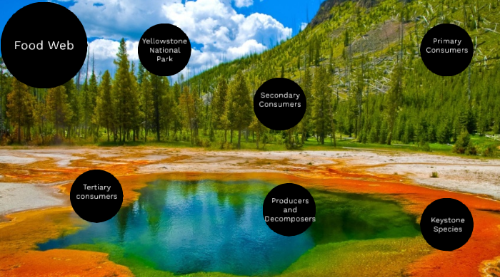 Yellowstone Food Web