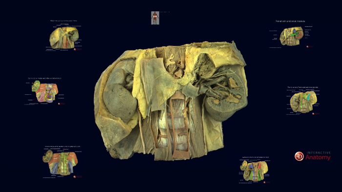 Retroperitoneal region by 4D Interactive Anatomy on Prezi