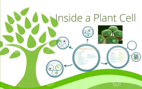 Inside a Plant Cell by Amulya Annasamudram on Prezi