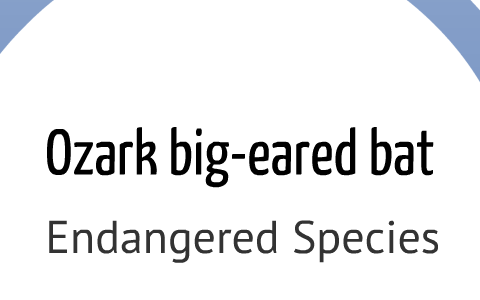 Ozark big-eared bat by emily claypool on Prezi