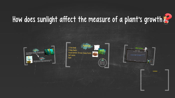 How does sunlight affect the measure of a plant's growth? by Abi Walley ...