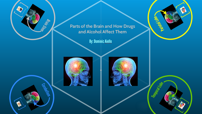 Parts of The Brain and How Drugs and Alcohol Affect Them by Dominic ...