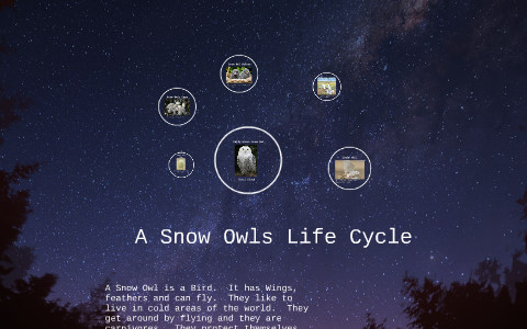 An Owls Life Cycle by spencer thompson on Prezi