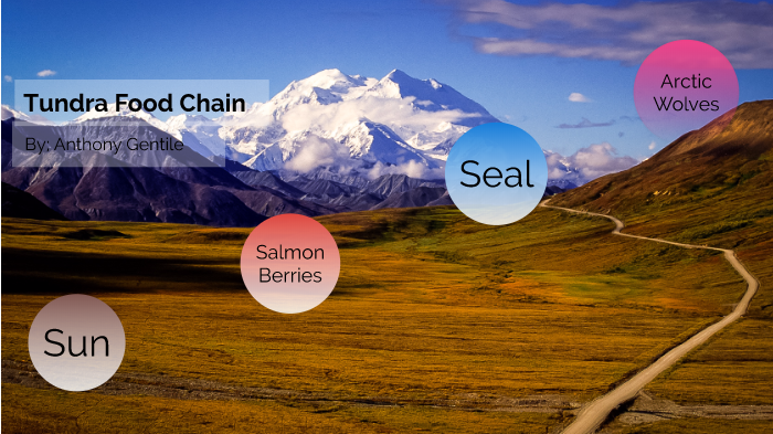 Tundra Food Chain by a gentile on Prezi