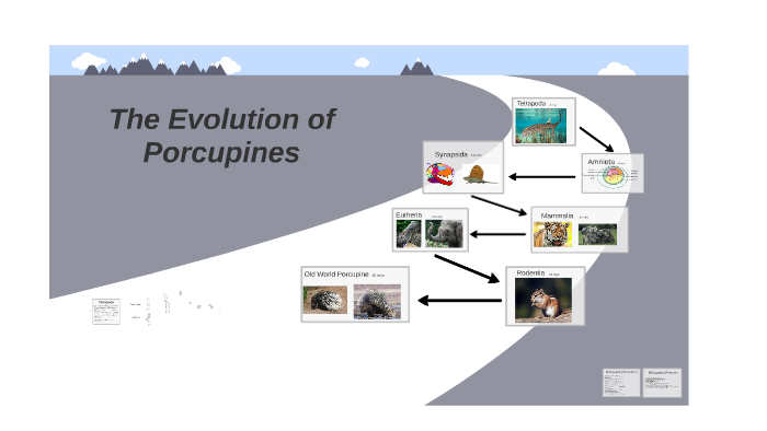 Evolution of Porcupines by Maddy Irvine on Prezi