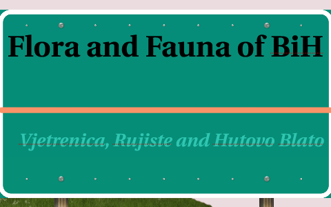Flora and Fauna of BiH by Math Account on Prezi Next