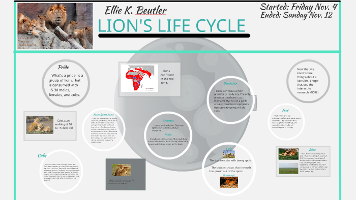 Lion's Life Cycle by Stu Beutler on Prezi