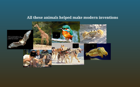 how animals have help make modern inventions by Niamh B on Prezi