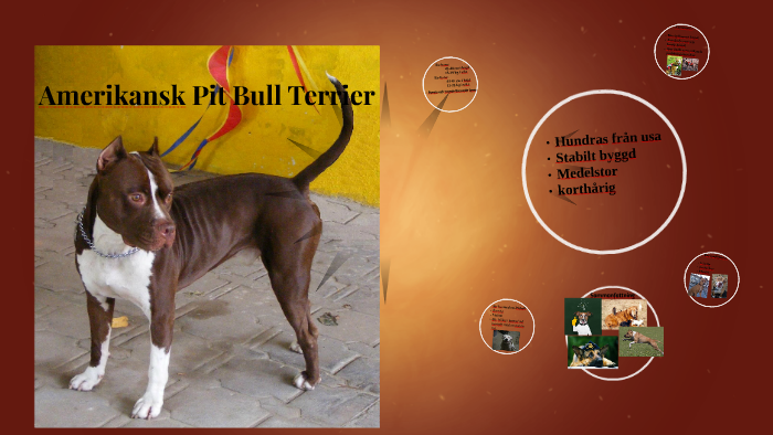 Amerikansk Pit Bull Terrier by Peter Rizk on Prezi