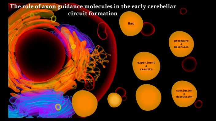 The role of axon guidance molecules in the early cerebellar circuit ...