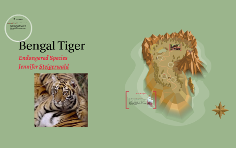 Bengal Tiger by Jennifer Steigerwald on Prezi