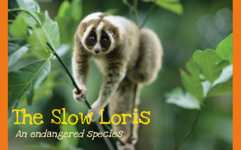 Slow Loris by Louisa R on Prezi