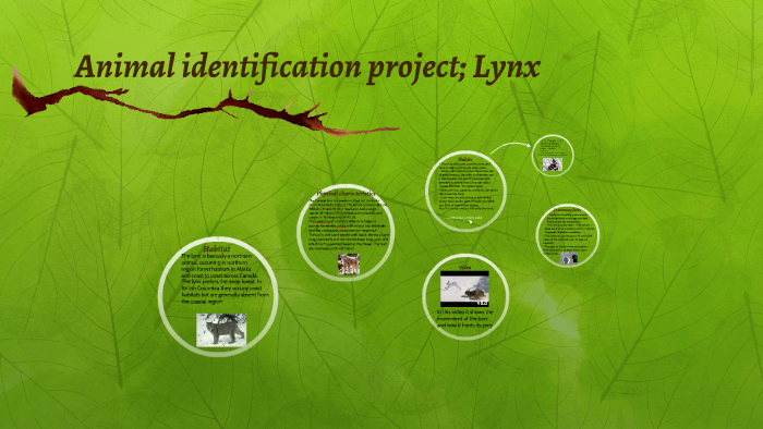 Animal identification project; Lynx by Megan Owens on Prezi