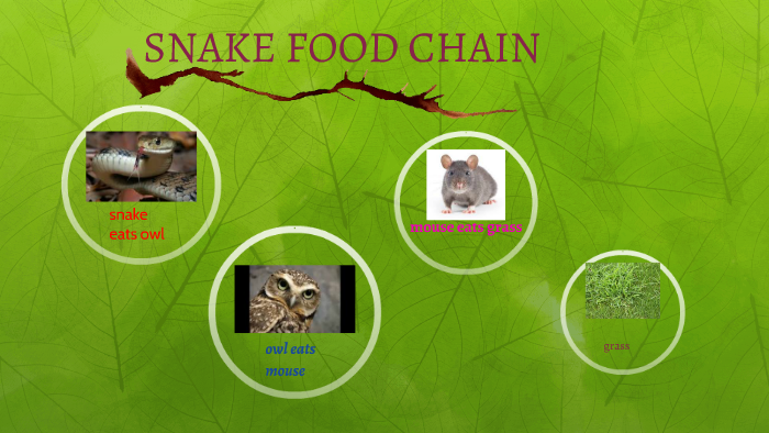 SNAKE FOOD CHAIN by Adrian claudia Puche cano on Prezi