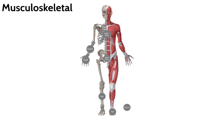 Musculoskeletal by bryce headrick on Prezi