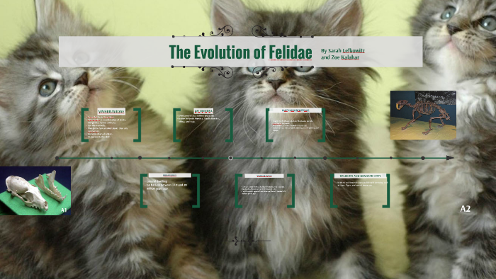 The Evolution of Felidae by Sarah Lefkowitz on Prezi
