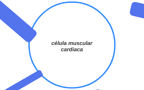 celula muscular cardiaca by juan david madrid torres on Prezi