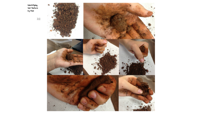 Identifying Soil Texture by feel by Taylor Dodds on Prezi