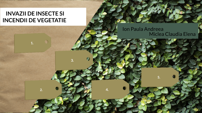 Invazii de insecte si incendii de vegetatie by Claudia Miclea on Prezi