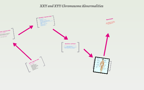 Xxyy Chromosome