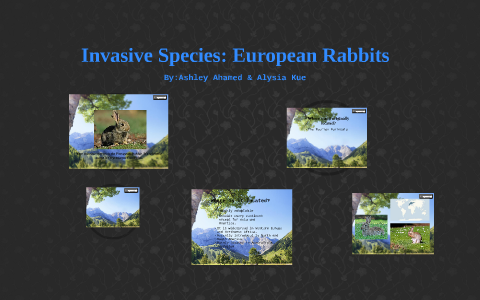 Invasive Species: European Rabbits by Ashley Ahamed on Prezi