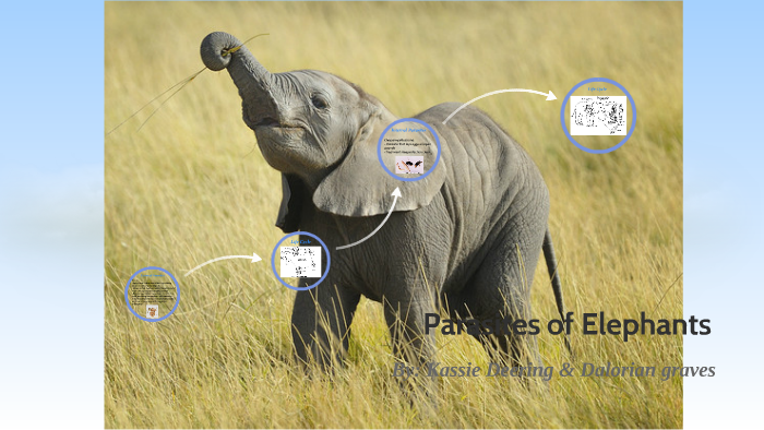 Parasites of Elephants by Kassandra Deering on Prezi