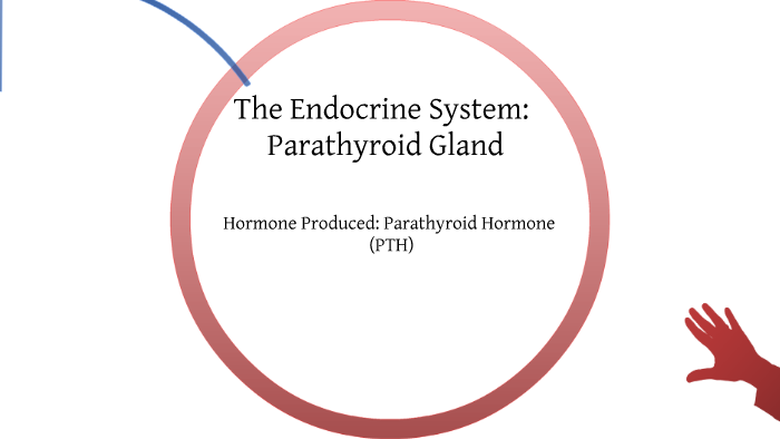 Endocrine System: Parathyroid Gland by Alexander Ferrer on Prezi