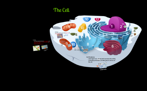 Cell Organelles-6th grade lesson by Laura Amilcar on Prezi