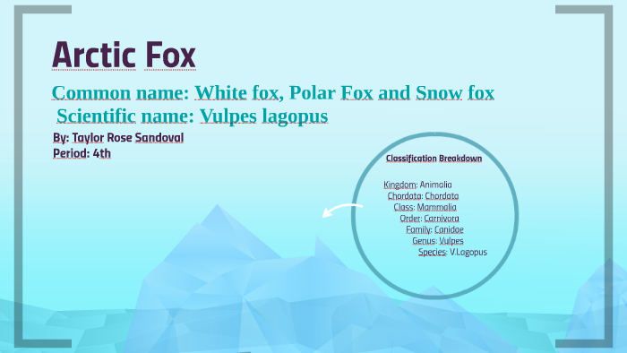 Classification Of The Arctic Fox By Jackson Liu, 42% OFF