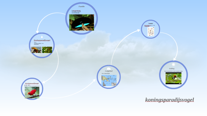 koningsparadijsvogel by alex claessens on Prezi