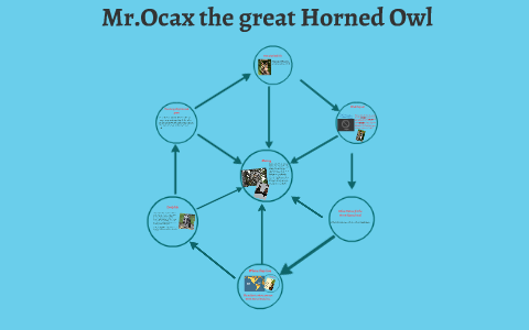 Mr.Ocax the great Horned Owl by Santiago Castro on Prezi