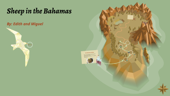 Lambs in the Bahamas by Edith Salgado on Prezi
