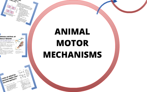 Animal Motor Mechanisms by J Allison on Prezi