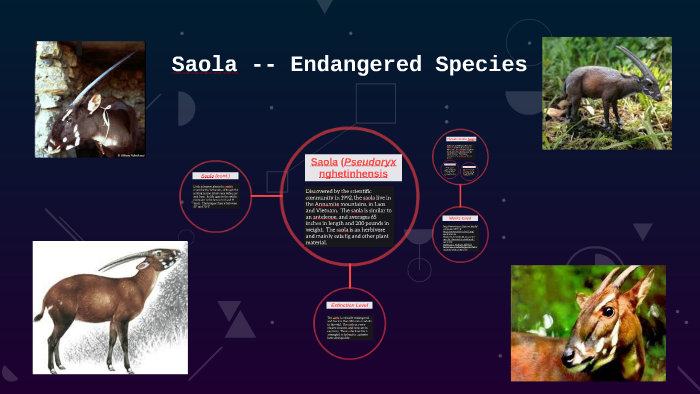 Saola -- Endangered Species by m24816 hi on Prezi