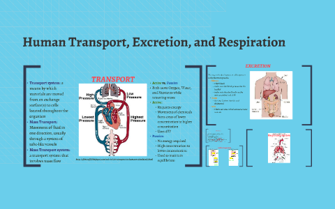 Human Respiration, Transport, and Excretion by Jessica R on Prezi