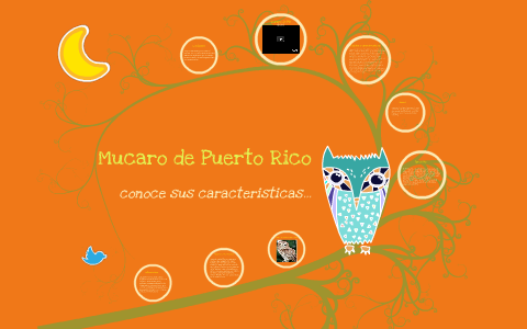 mucaro de P.R. by natasha morales on Prezi