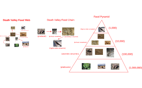 Death Valley Food Chain by melvin maldonado on Prezi
