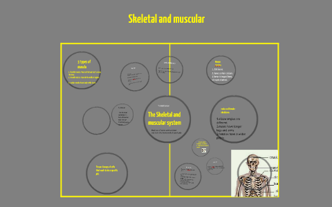The Skeletal system by Jim Bob on Prezi