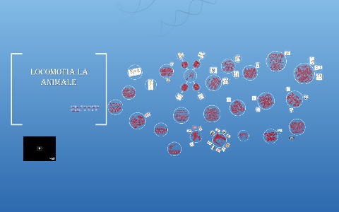 Locomotia la animale by Alecsandra L'a on Prezi
