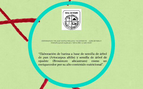 Elaboracion de harina de ojushte by Mauricio Oliva on Prezi