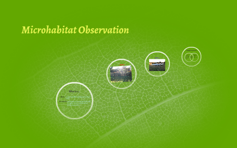 Microhabitat Observation by GaEun Kim on Prezi