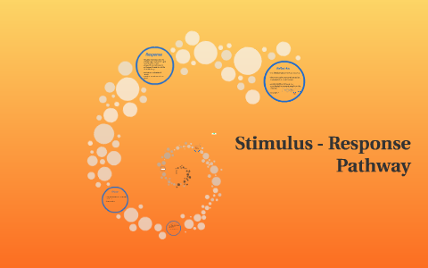 Stimulus - Response Pathway by Jordan King on Prezi