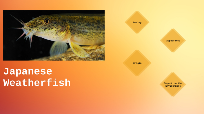 Invasive Species - Japanese Weatherfish by Abdur Rehman on Prezi