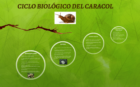 CICLO BIOLÓGICO DEL CARACOL by belen donoso on Prezi