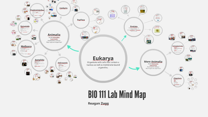 BIO 111 Lab Mind Map by Reagan Zugg on Prezi