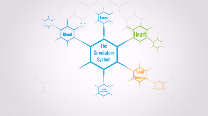 Biology Mind Map by Sophia A on Prezi
