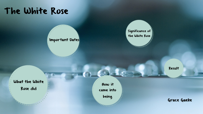 The White Rose Presentation by Grace Gaeke on Prezi