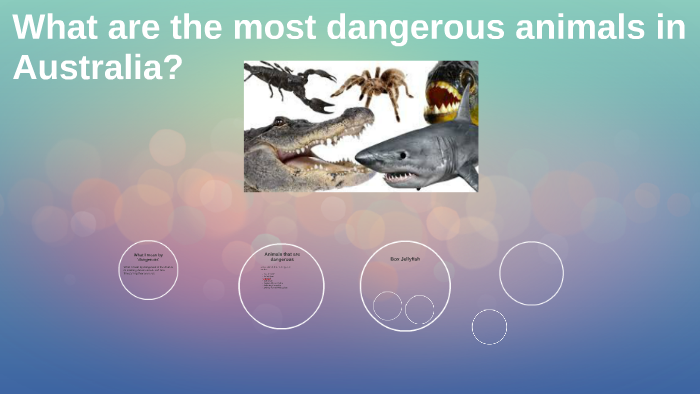What are the most dangerous animals in Australia? by Sandra Gosnell on ...