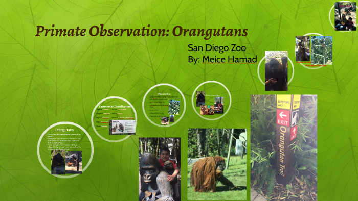 Primate Observation: Orangutans by Maces Corner on Prezi