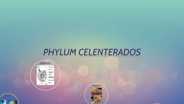 PHYLUM CELENTERADOS by Nikolas Jimenez on Prezi